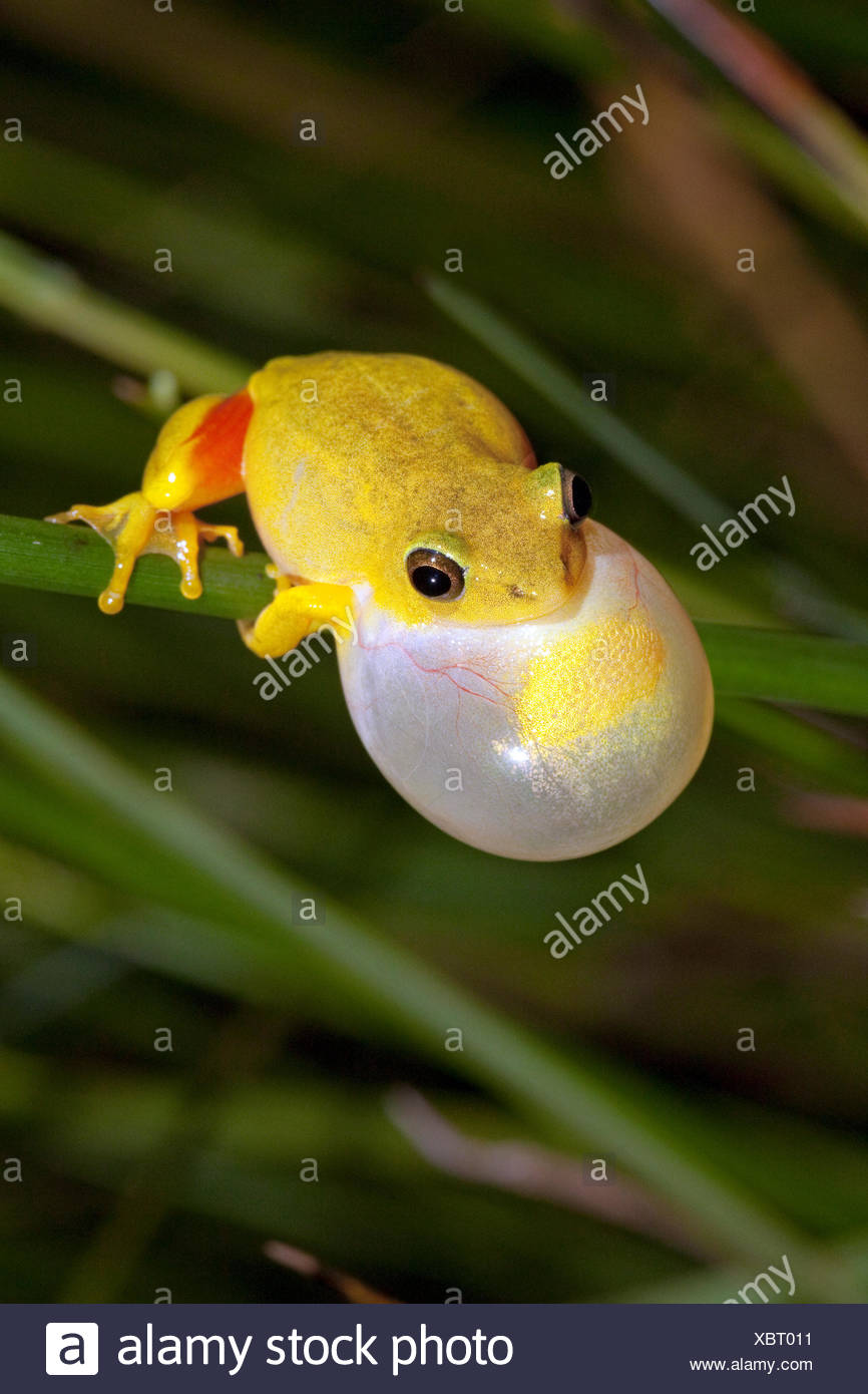 Northern Tinker Frog