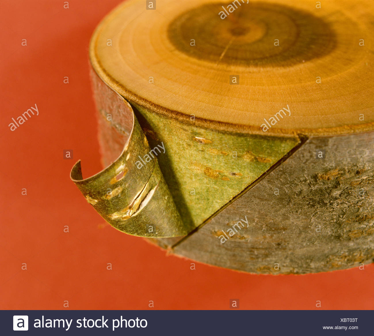 Cross Section Tree Cell High Resolution Stock Photography and Images ...