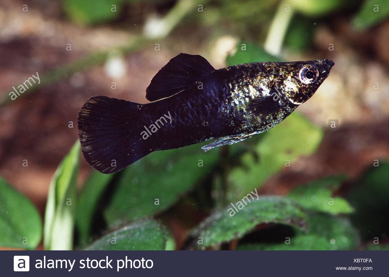 Marbled Molly High Resolution Stock Photography and Images - Alamy