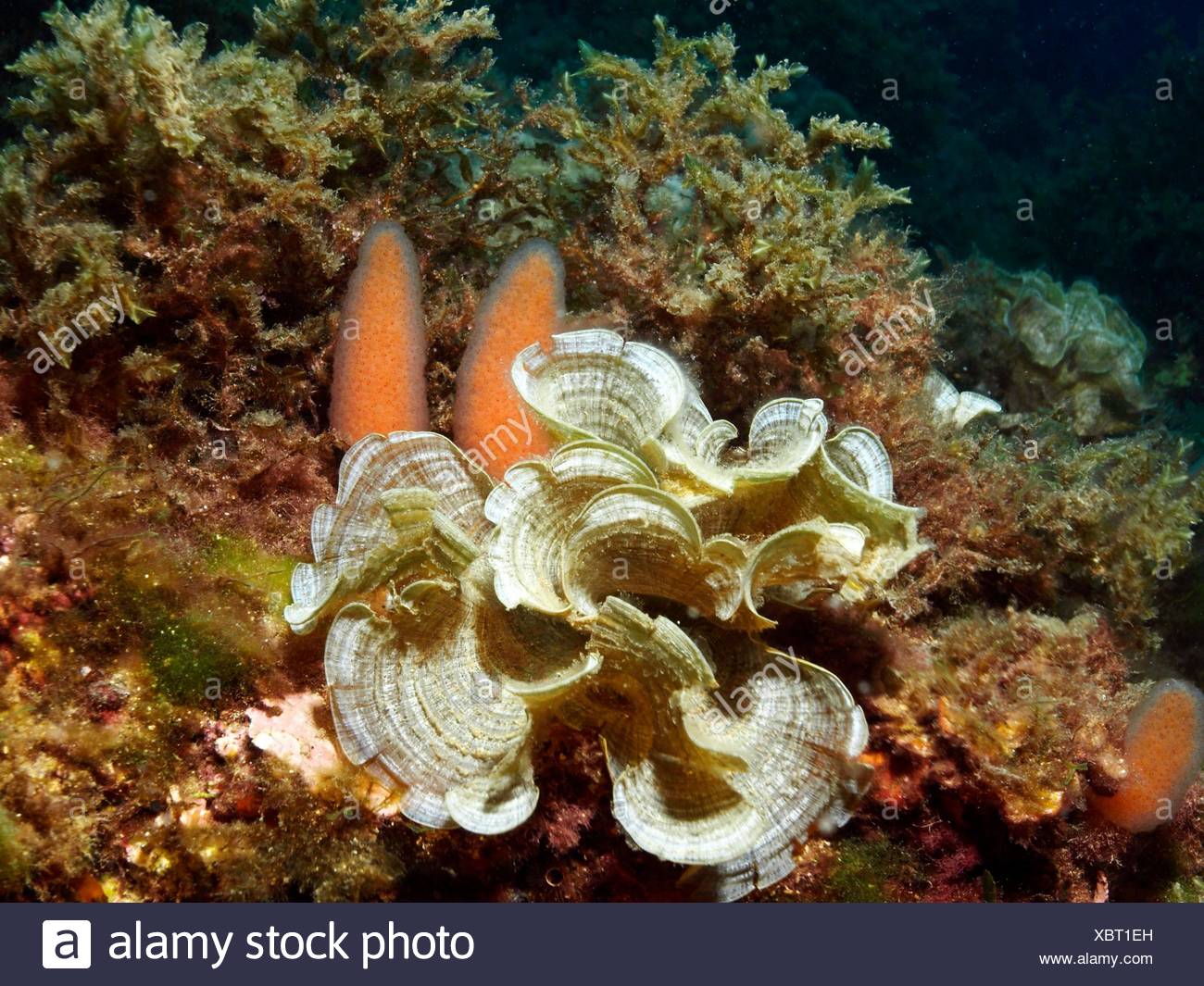 Padina High Resolution Stock Photography and Images - Alamy