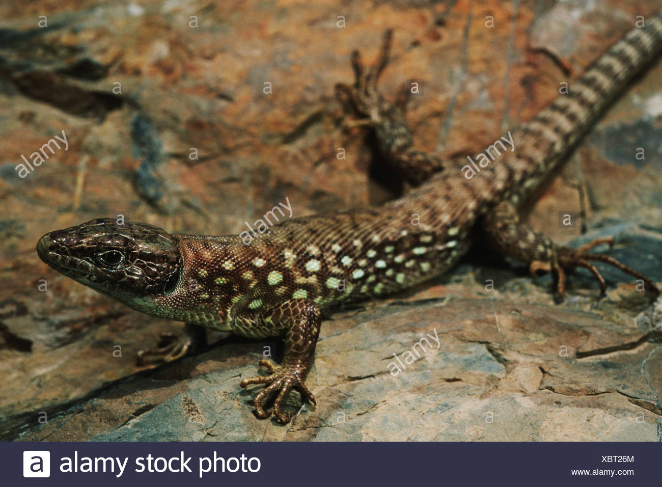 Timon Princeps Kurdistanica Stock Photos & Timon Princeps Kurdistanica ...