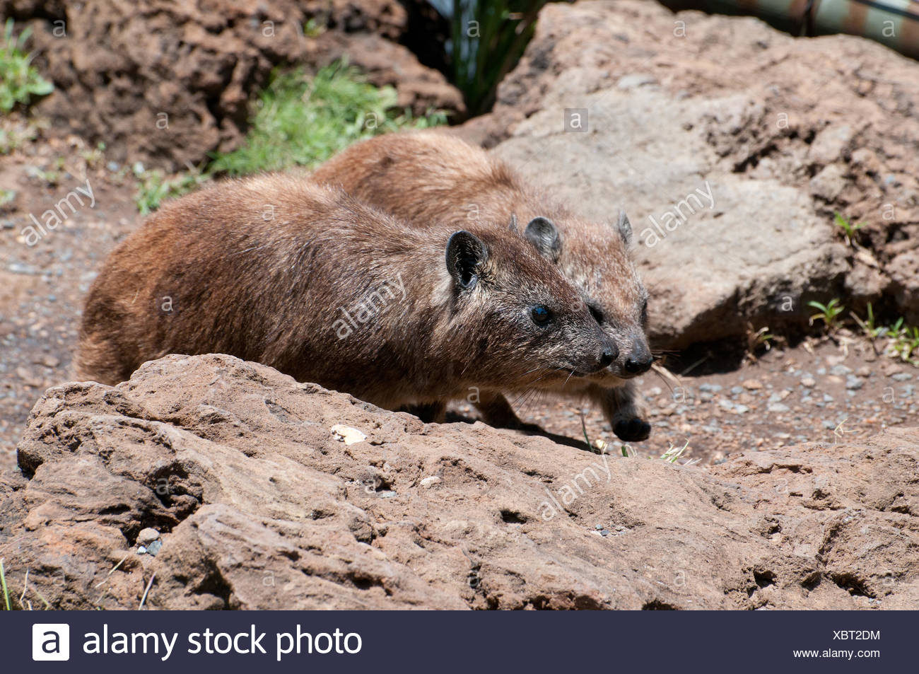 African Hyraxes High Resolution Stock Photography and Images - Alamy
