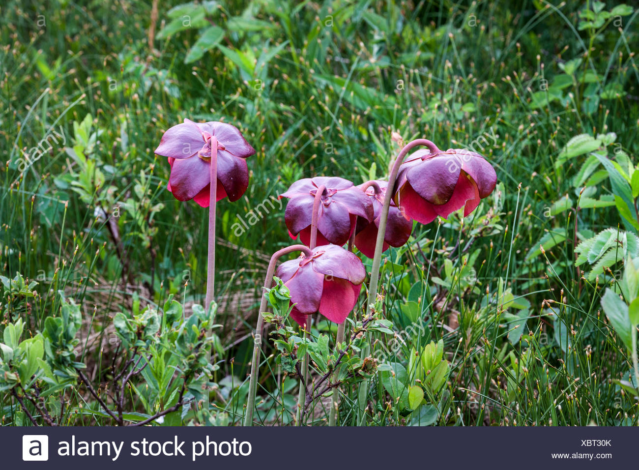 Pitcher Plant Sarracenia Purpurea High Resolution Stock Photography and ...