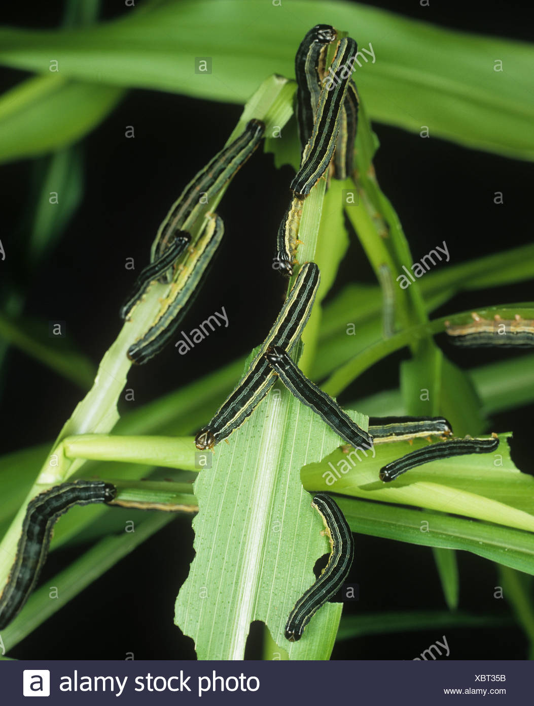 Crops Damaged High Resolution Stock Photography and Images - Alamy