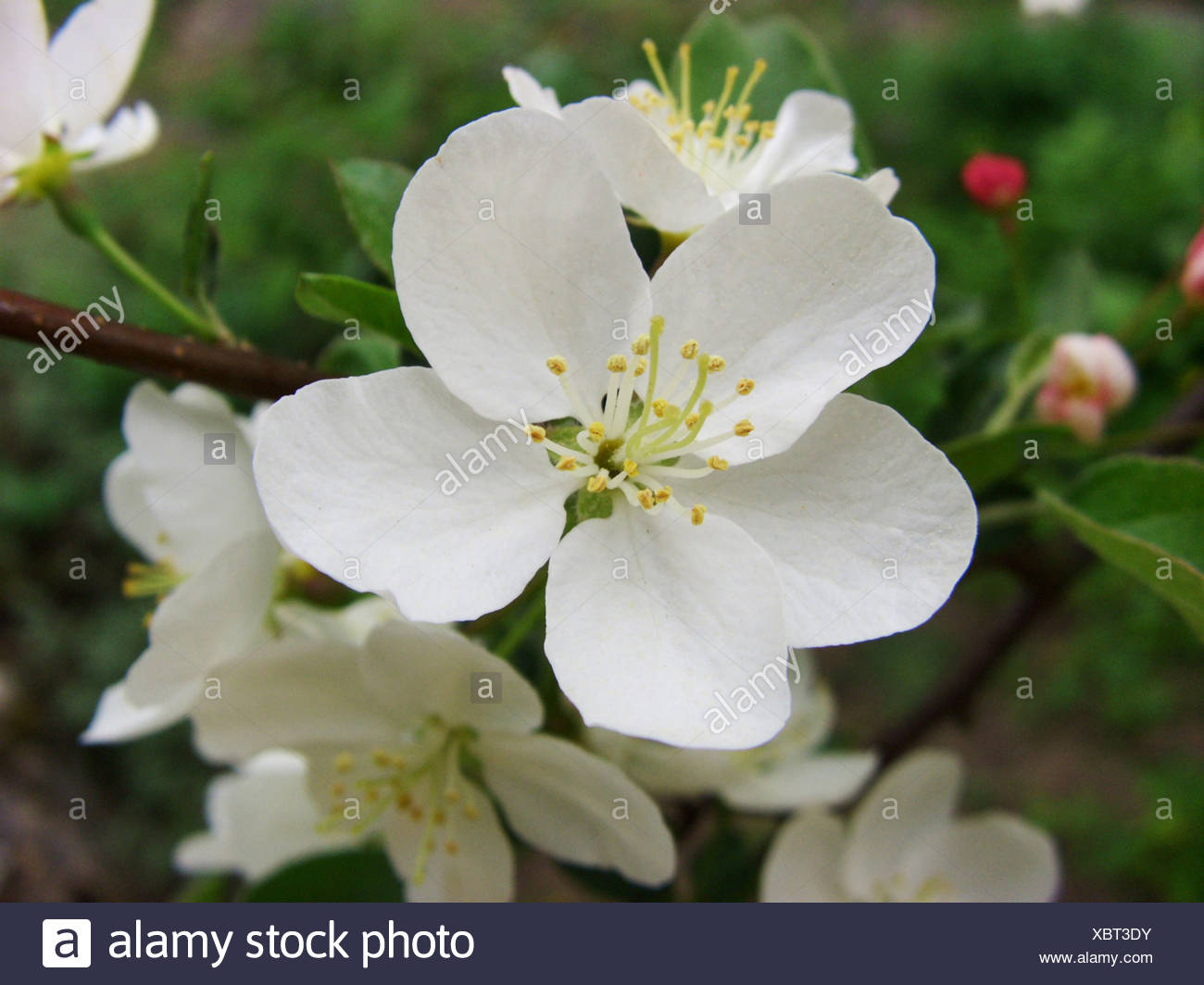 Cv Tina High Resolution Stock Photography and Images - Alamy