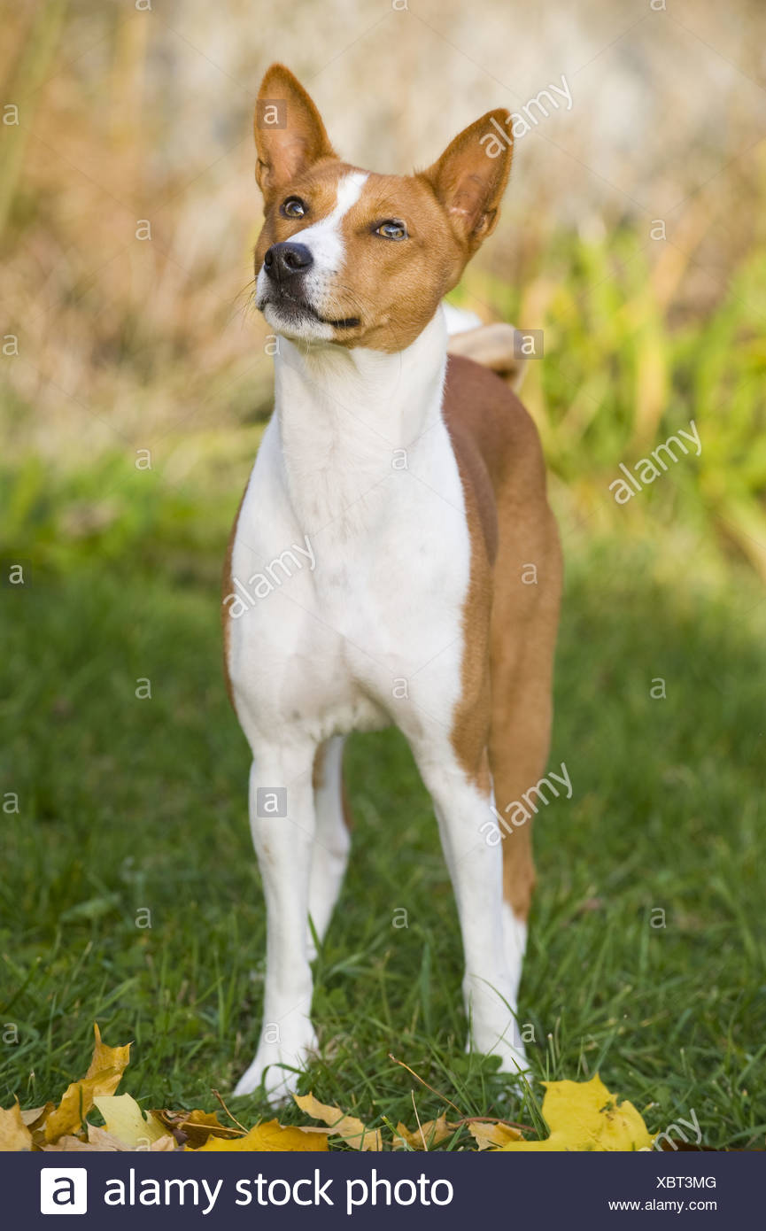 Basenji High Resolution Stock Photography and Images - Alamy