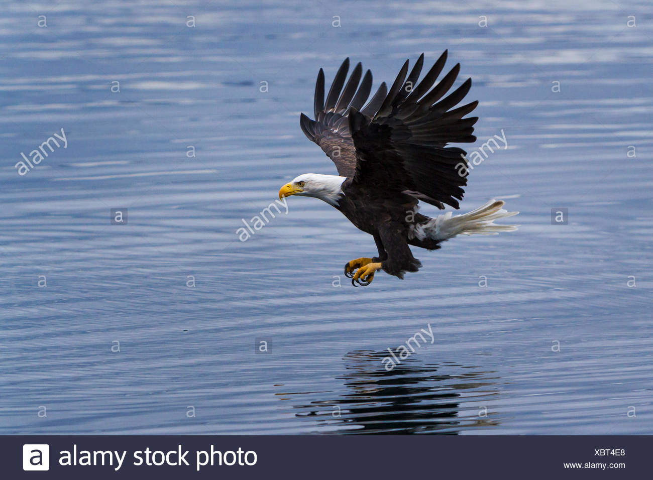 Bald Eagle Flying Over Water High Resolution Stock Photography and ...