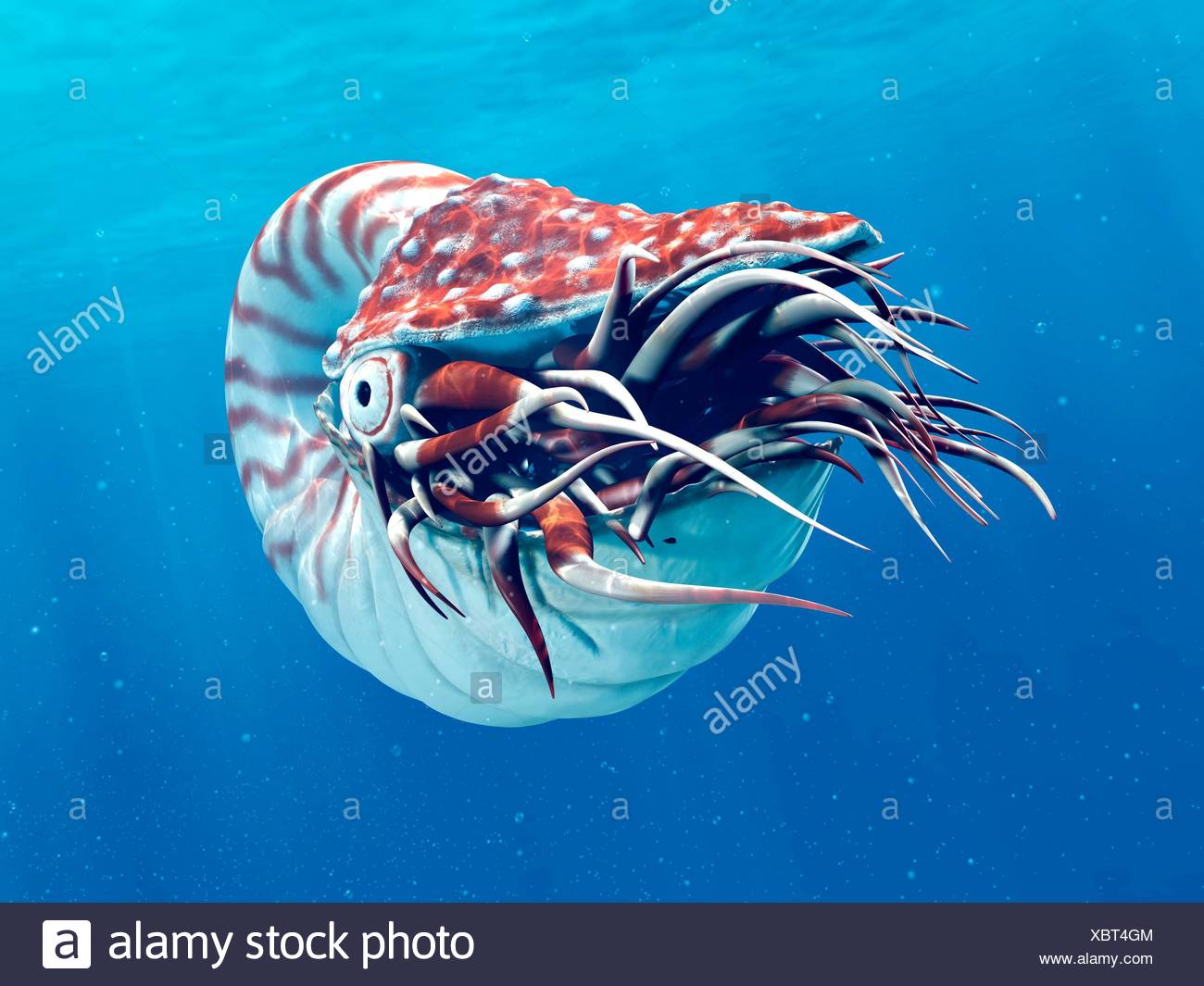 Nautilidae High Resolution Stock Photography and Images - Alamy