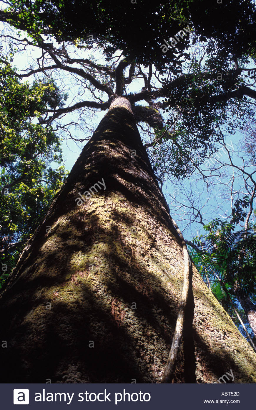 9 Major Primary Producers In The Tropical Rainforest