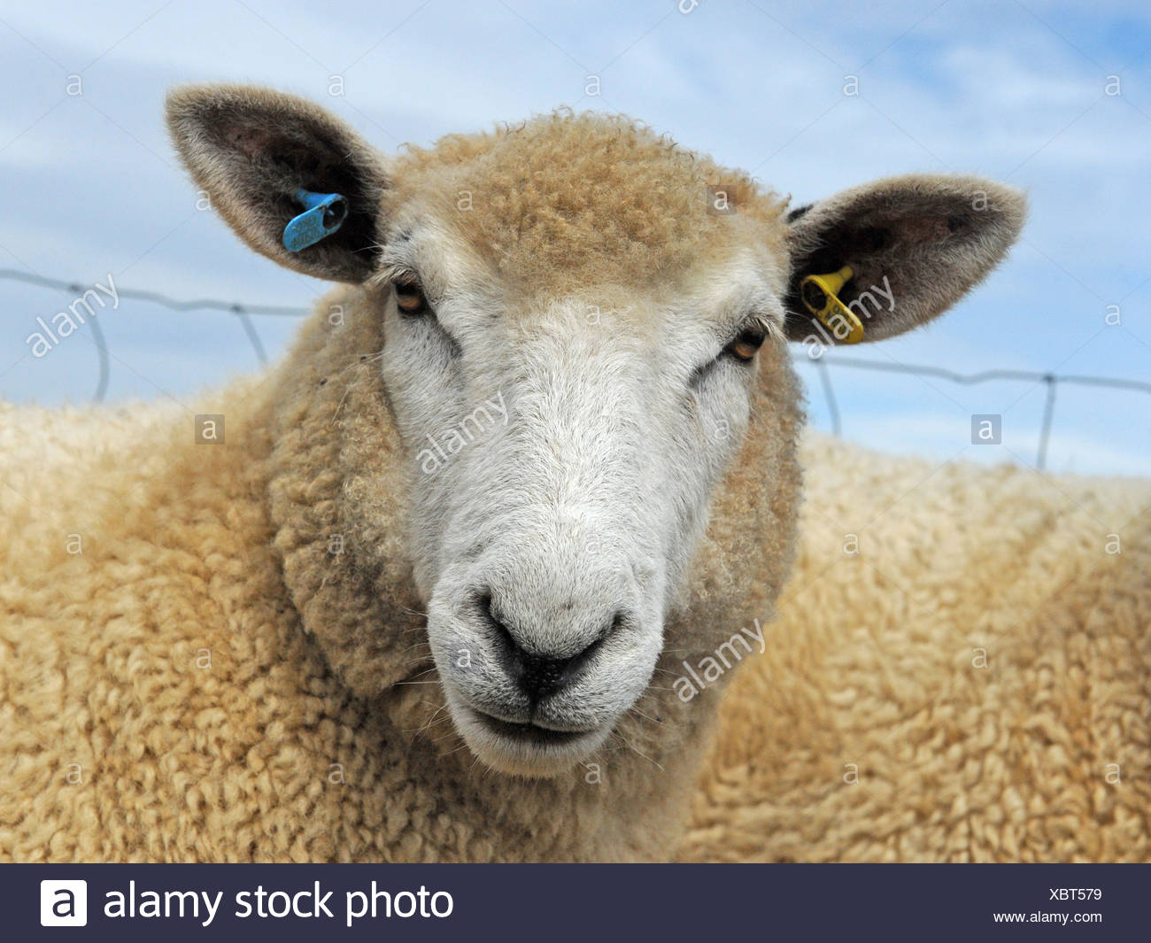 Symmetrical Face High Resolution Stock Photography and Images - Alamy