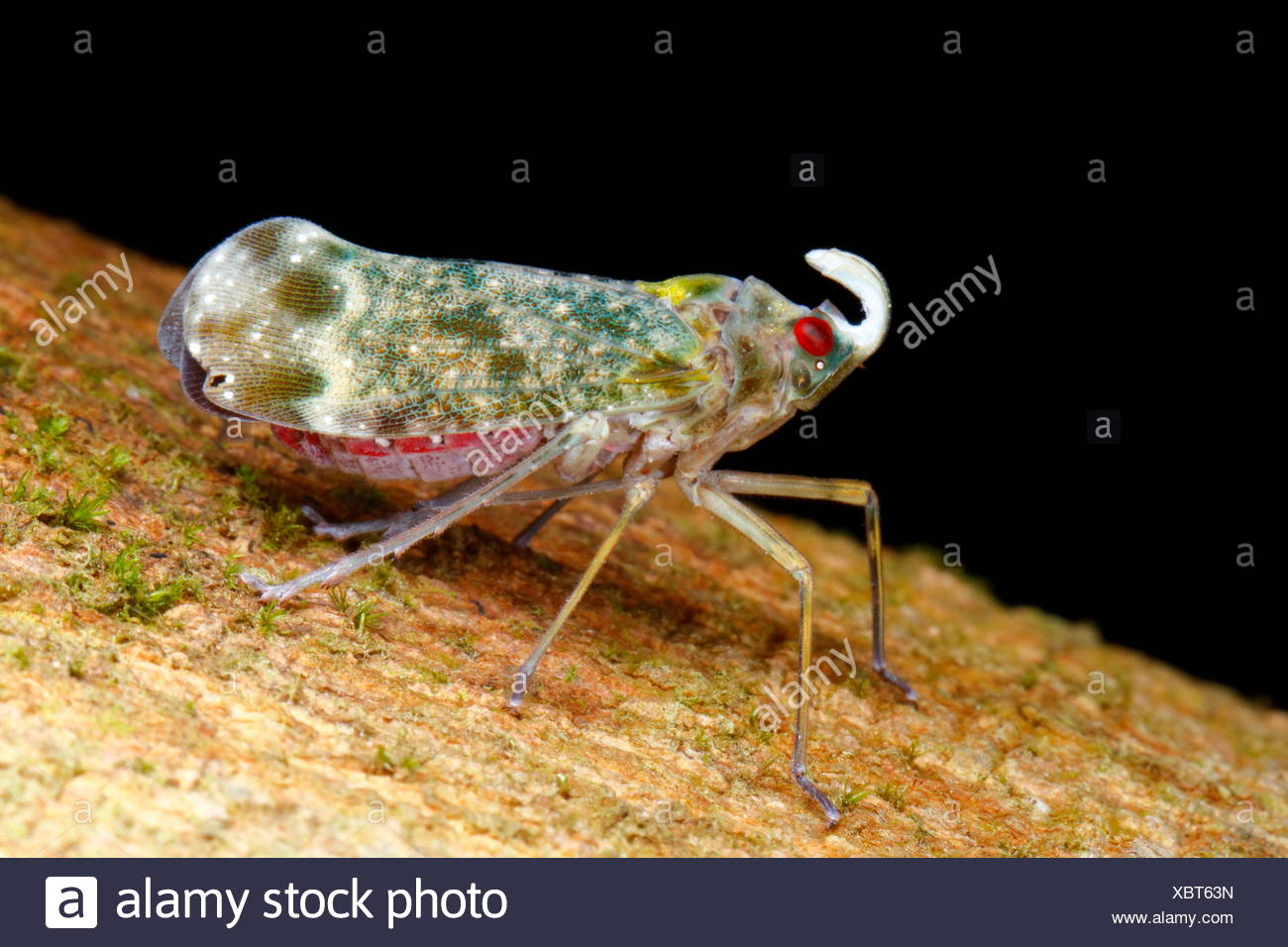 Treehopper Insect High Resolution Stock Photography and Images - Alamy