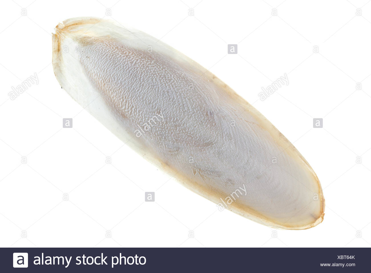 Fauna Skeleton High Resolution Stock Photography and Images - Alamy