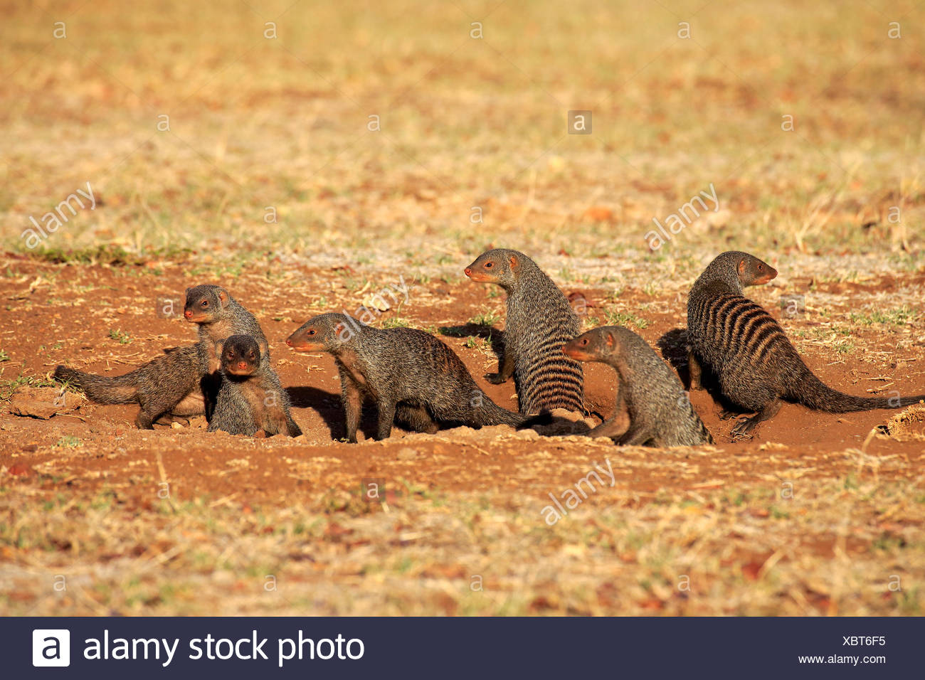 Banded Mongoose Group Youngs Den High Resolution Stock Photography and ...