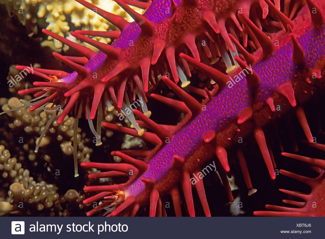 Starfish Tube Feet High Resolution Stock Photography and Images - Alamy