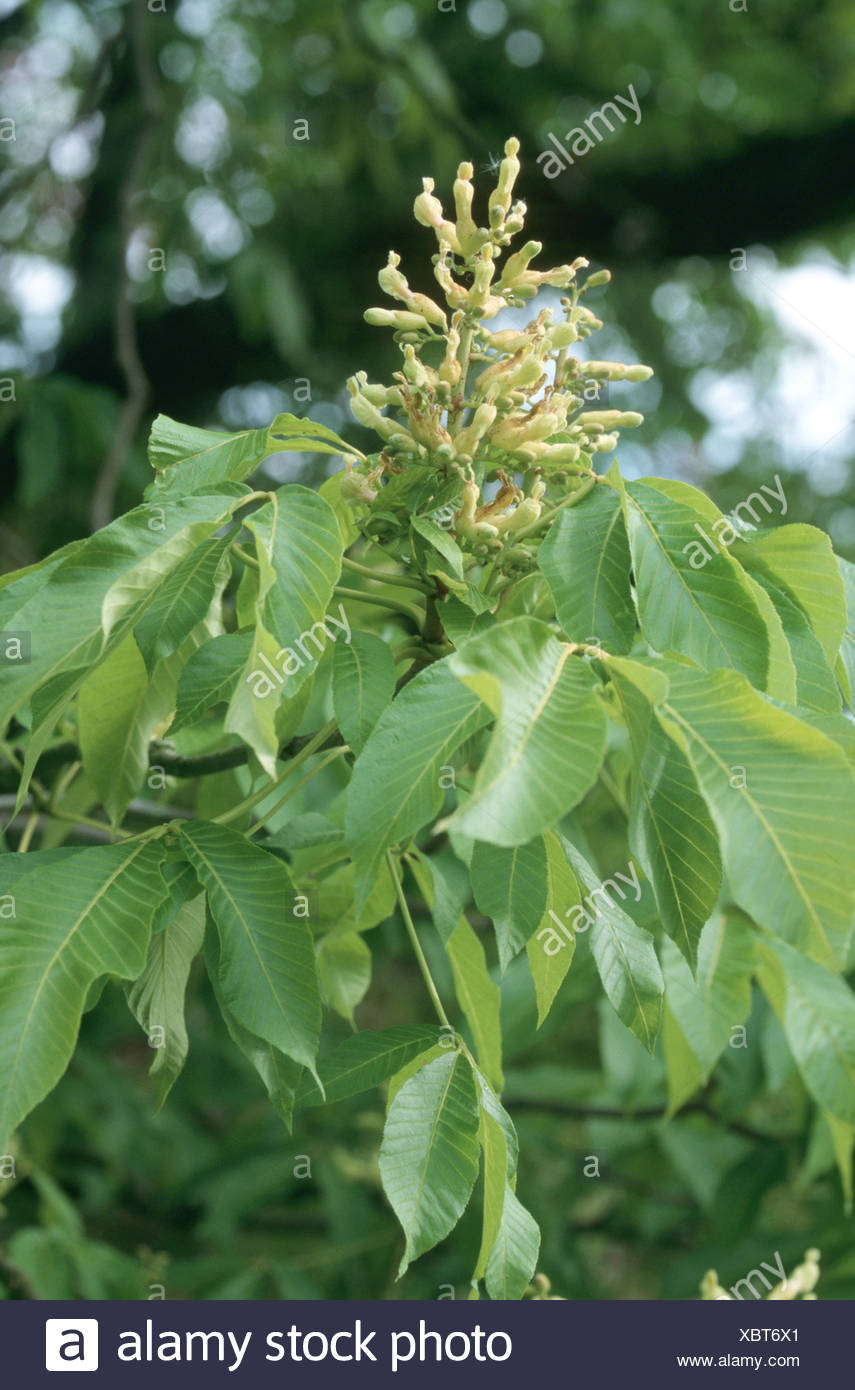 Yellow Buckeye Aesculus Flava High Resolution Stock Photography and ...