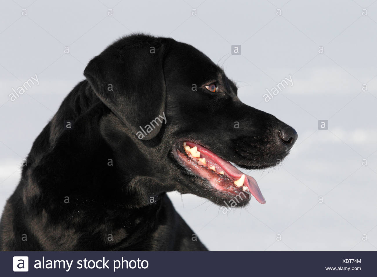 Labrador Side Profile High Resolution Stock Photography and Images - Alamy