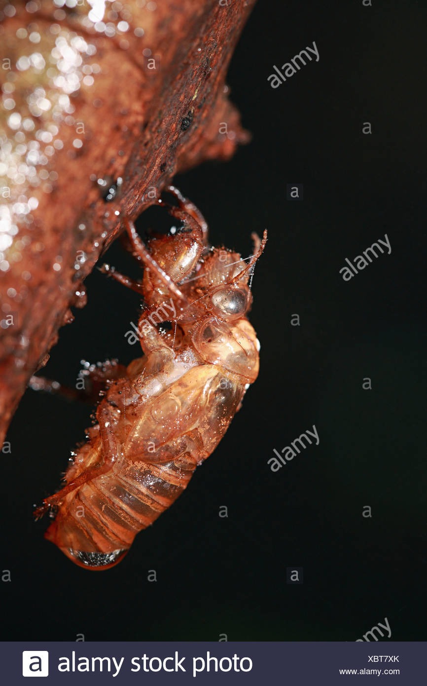 Indian Cicada High Resolution Stock Photography and Images - Alamy