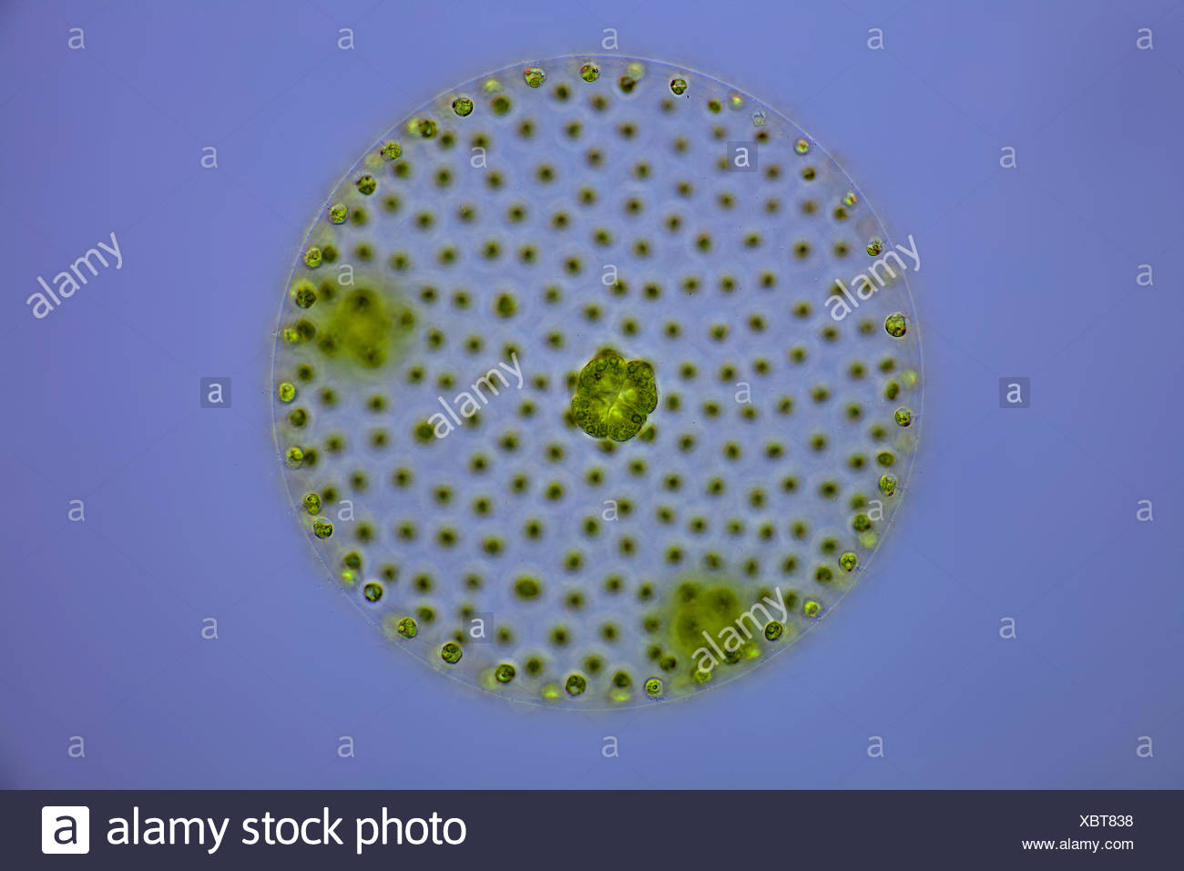 Volvox Aureus Volvox Aureus High Resolution Stock Photography and ...