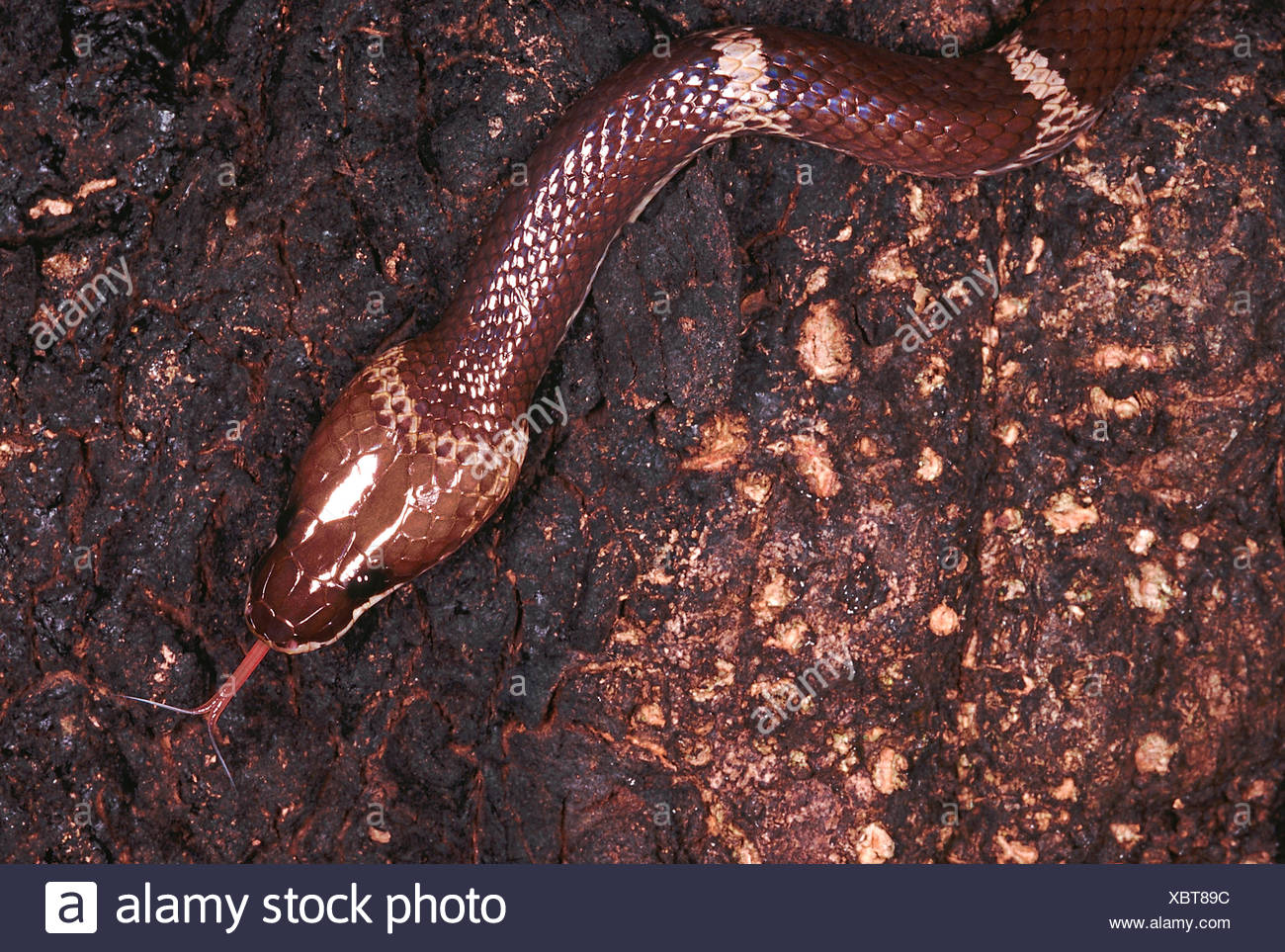 Shy Reptile High Resolution Stock Photography and Images - Alamy