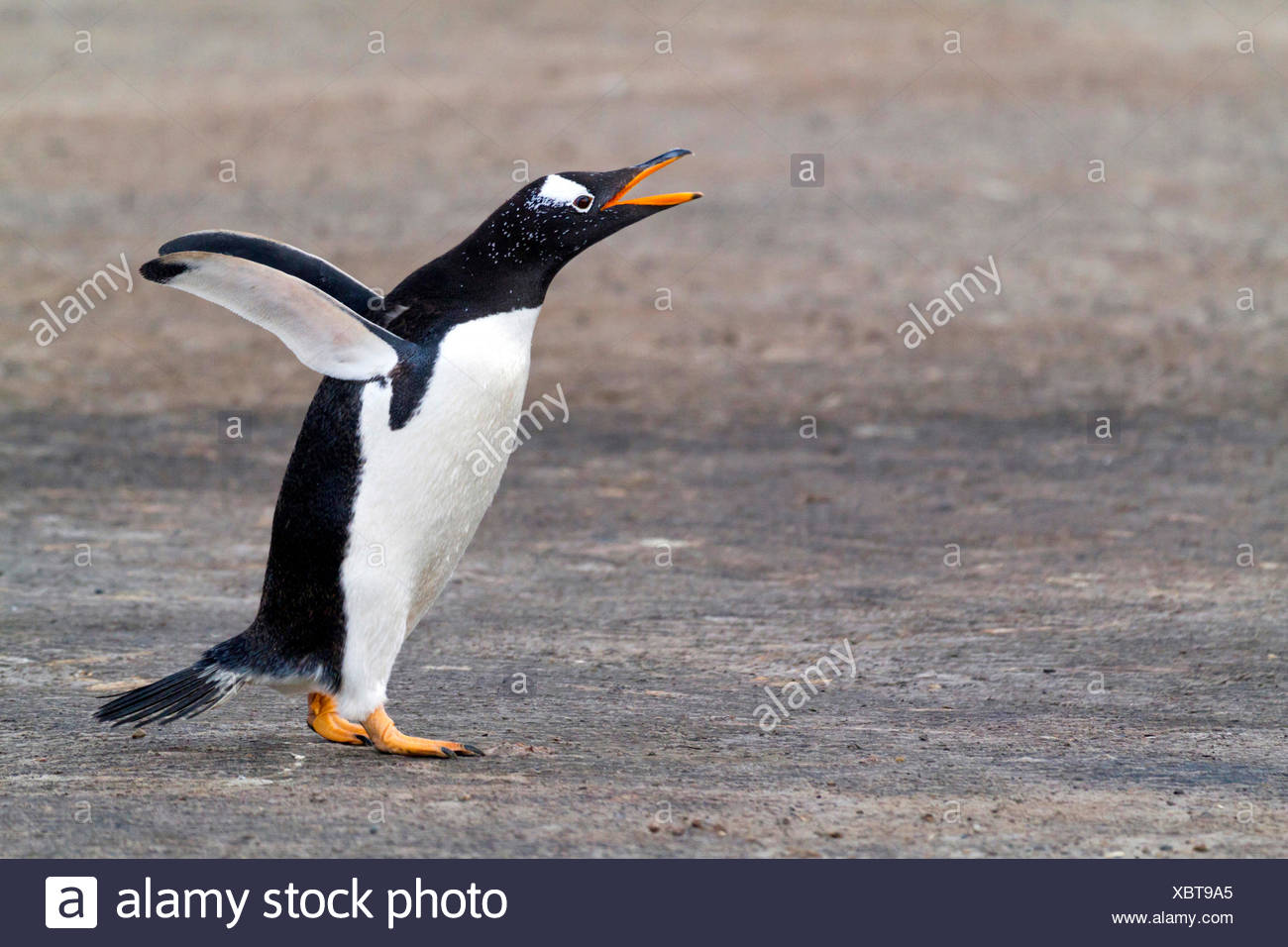 Penguin Flapping Wings High Resolution Stock Photography and Images - Alamy