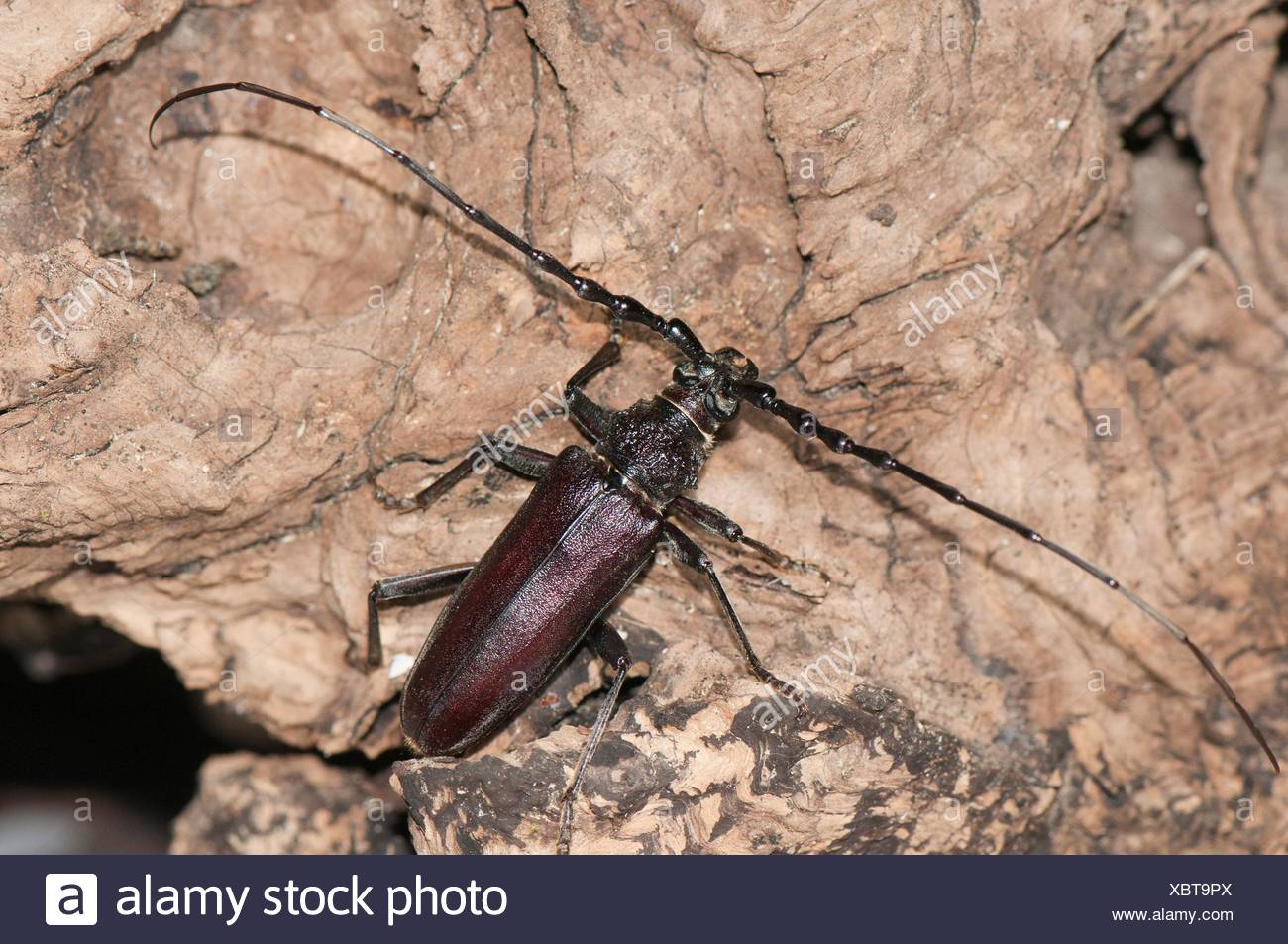 Grand Capricorne High Resolution Stock Photography and Images - Alamy