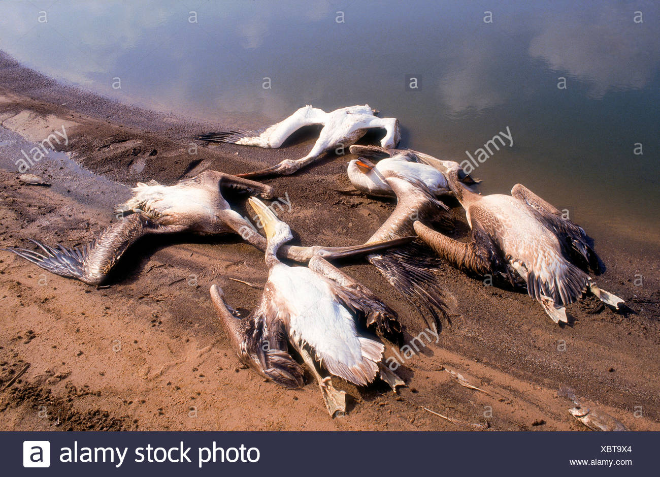 Fish Killed High Resolution Stock Photography and Images - Alamy