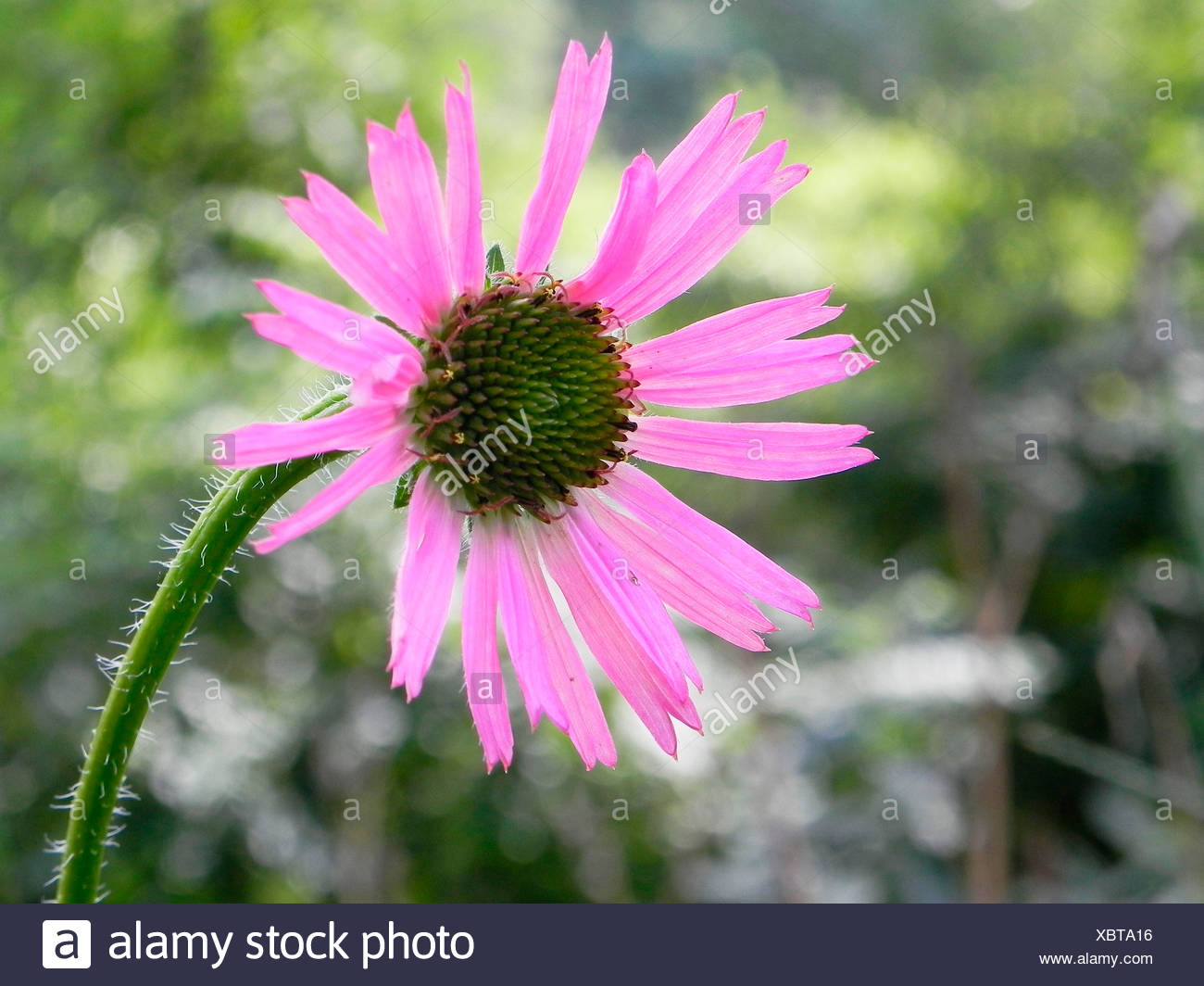 Tennessee Coneflower Echinacea Tennesseensis High Resolution Stock ...