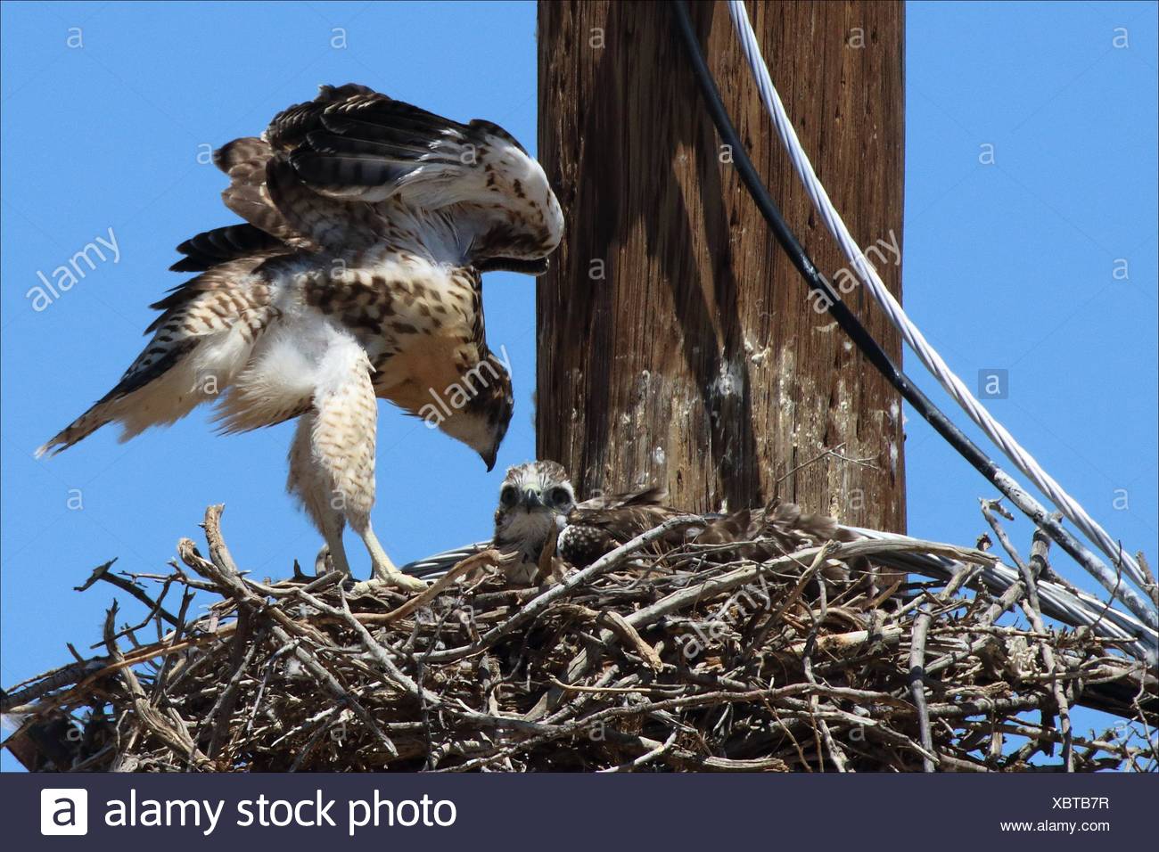 Hawk With Wings Out High Resolution Stock Photography and Images - Alamy