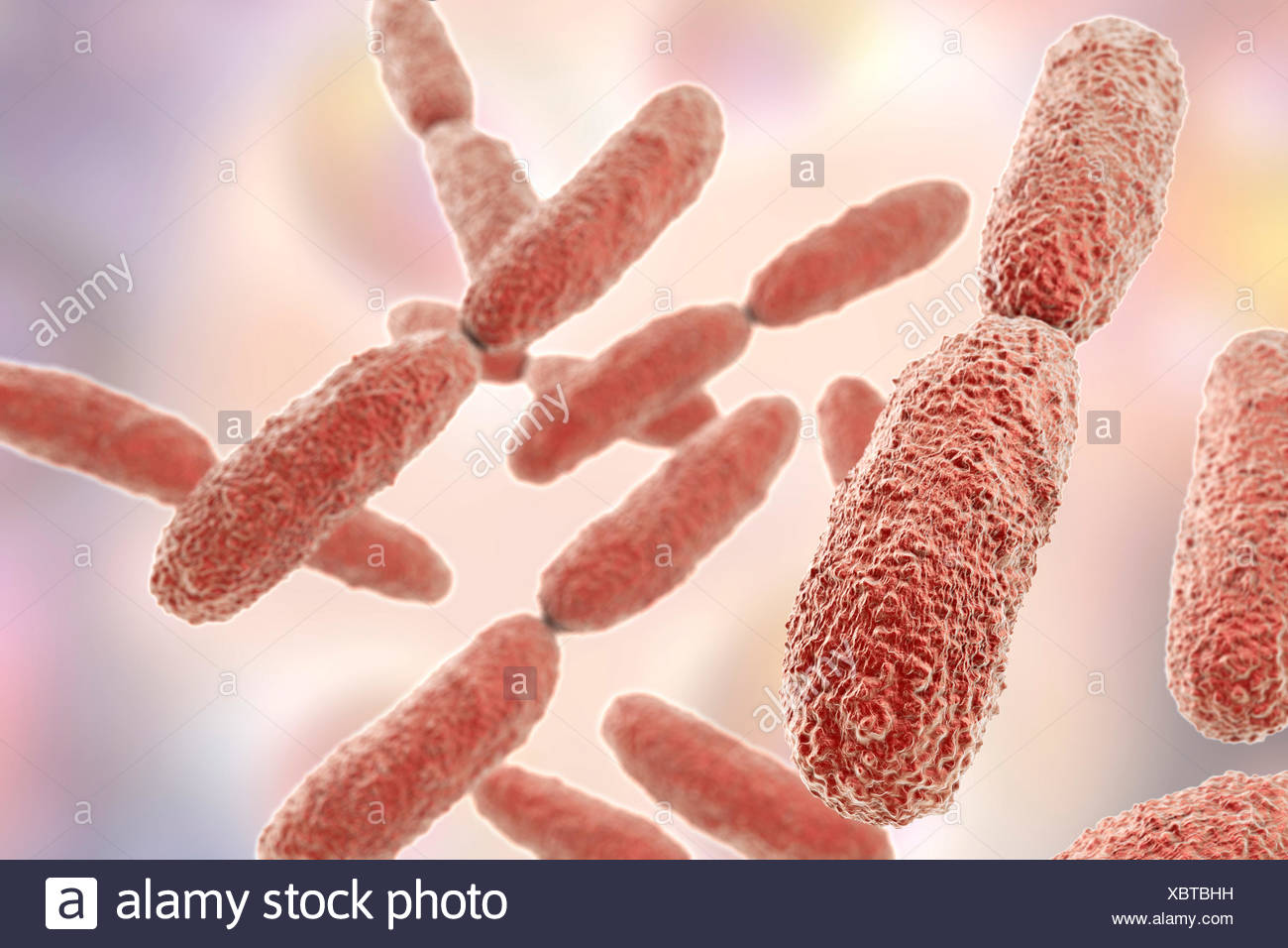 Klebsiella Pneumoniae High Resolution Stock Photography and Images - Alamy