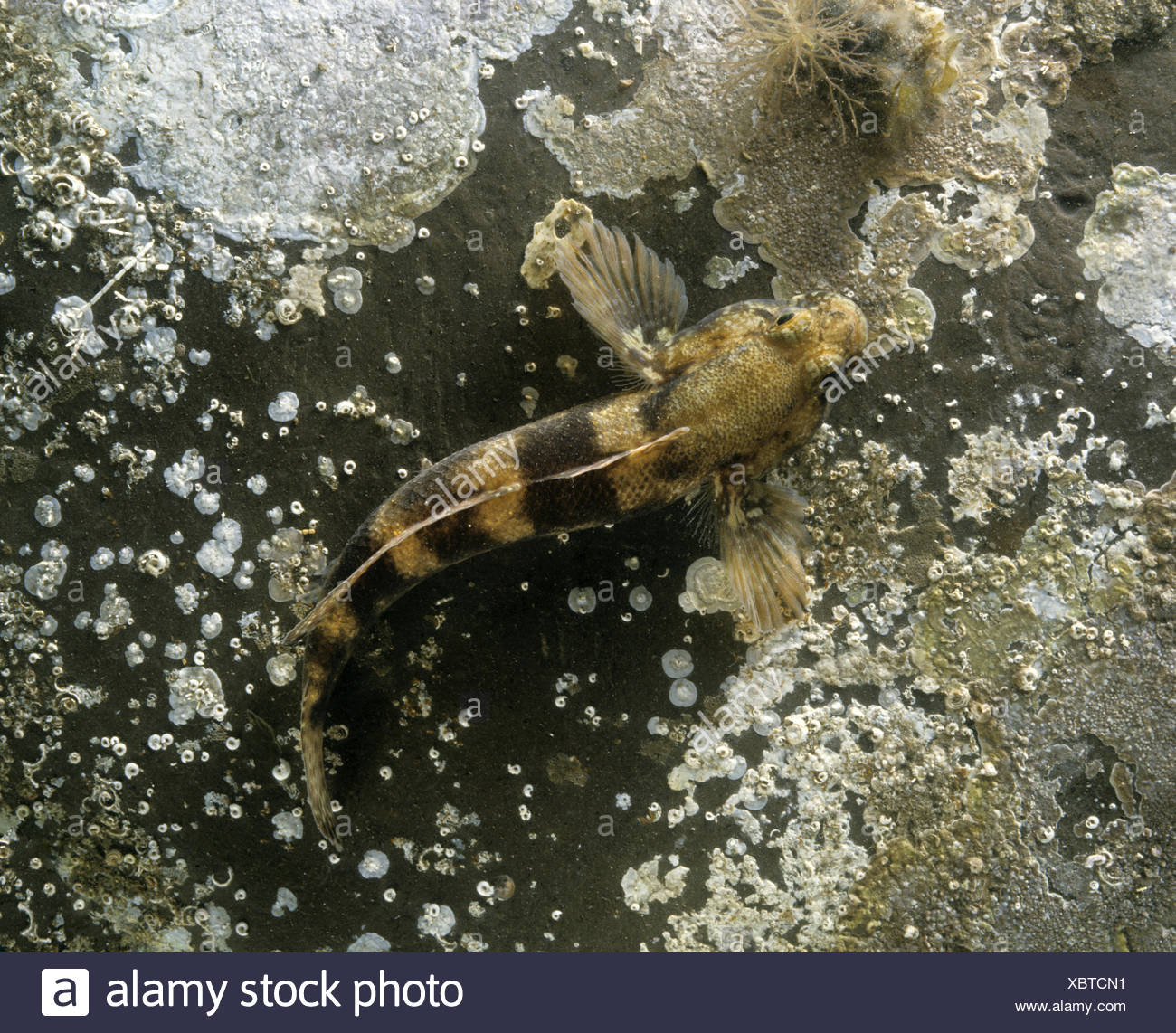 Goby High Resolution Stock Photography and Images - Alamy