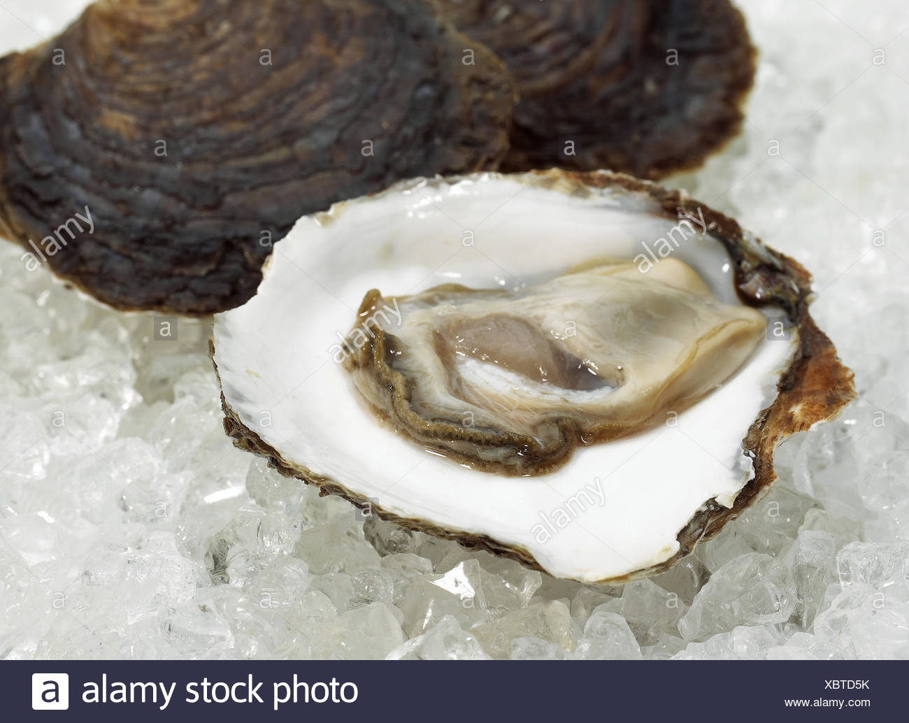 French Belon Oyster High Resolution Stock Photography and Images - Alamy