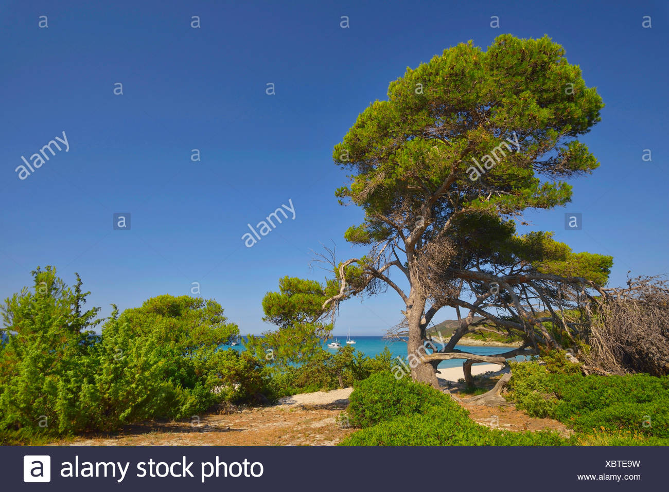 Aleppo Pine Pinus Halepensis Tree High Resolution Stock Photography and ...