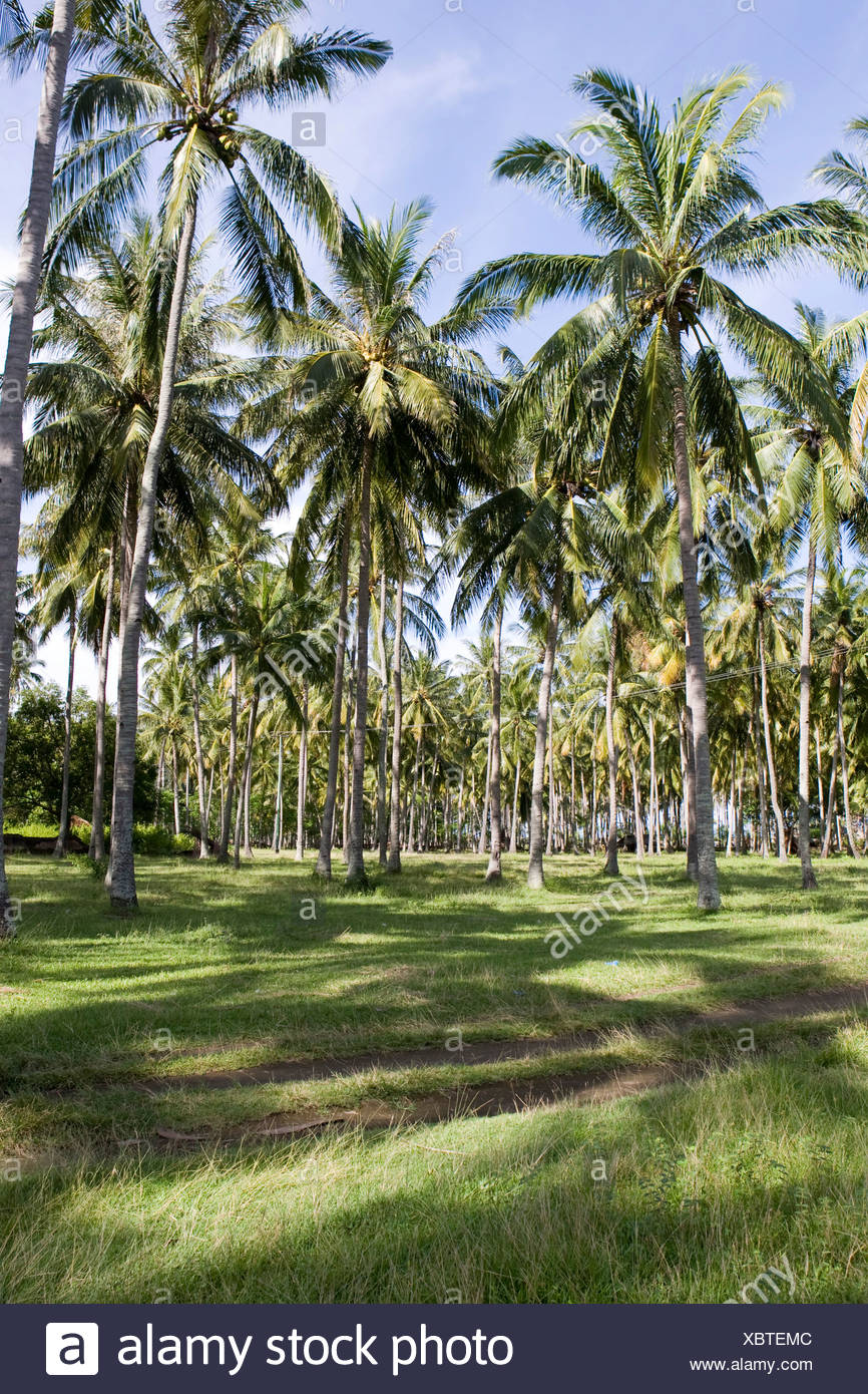 Copra High Resolution Stock Photography and Images - Alamy