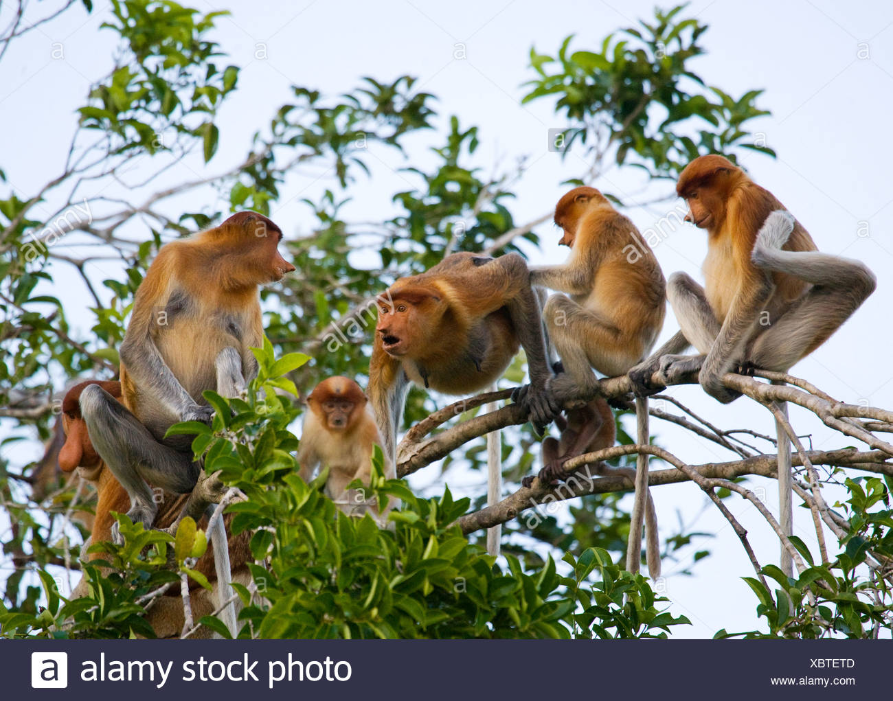 The Proboscis Monkey High Resolution Stock Photography and Images - Alamy
