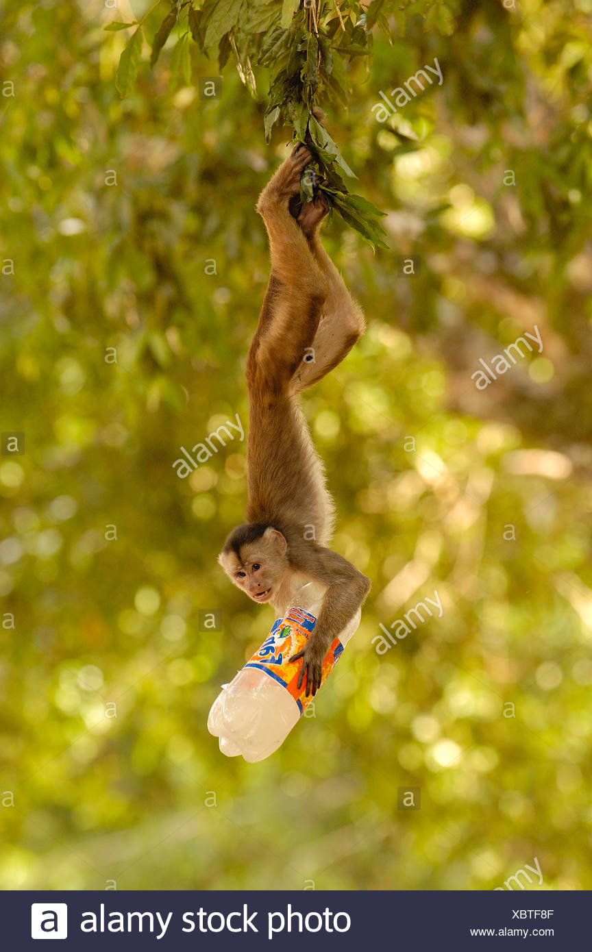 Colombia Amazon Monkey High Resolution Stock Photography and Images - Alamy