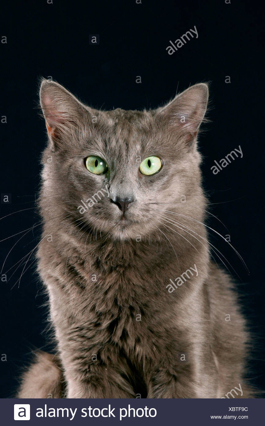 Nebelungkatze High Resolution Stock Photography and Images - Alamy