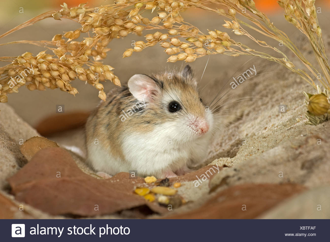 Phodopus Roborovski High Resolution Stock Photography and Images - Alamy