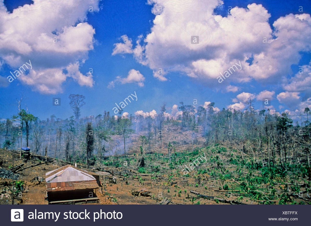 Planted Forest High Resolution Stock Photography and Images - Alamy