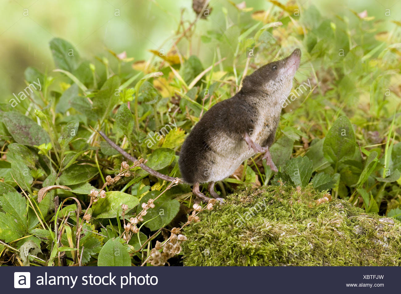 European Shrew Stock Photos & European Shrew Stock Images - Alamy