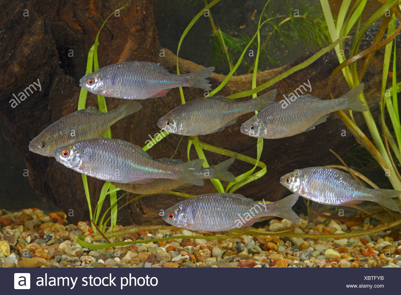 Bitterling Rhodeus Amarus High Resolution Stock Photography and Images ...