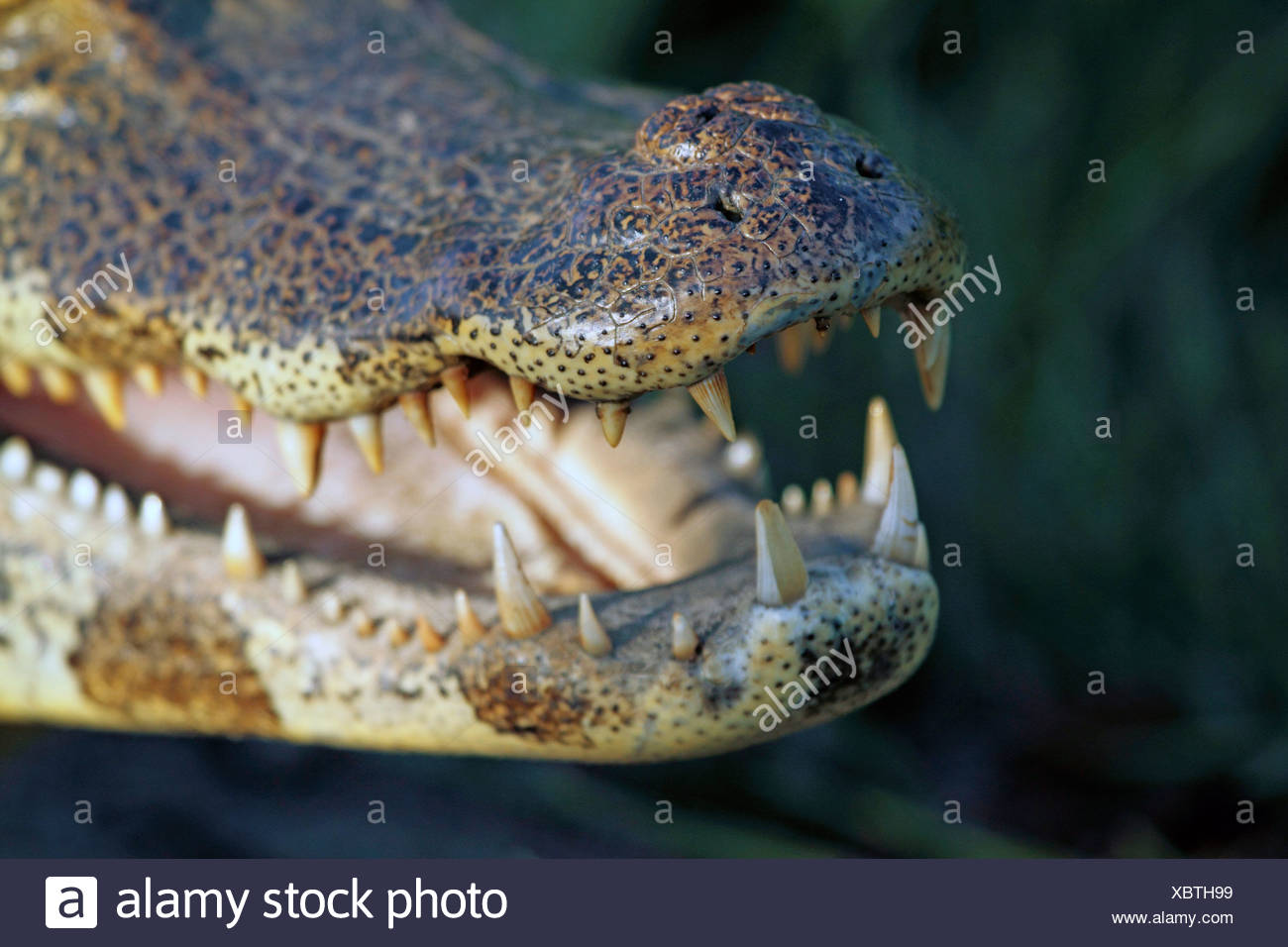 Caiman Mouth Stock Photos & Caiman Mouth Stock Images - Alamy