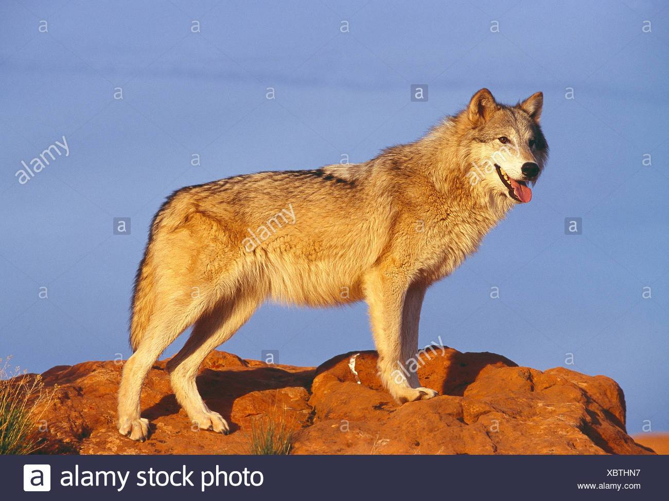 American Wildlife Stock Photos & American Wildlife Stock Images - Alamy