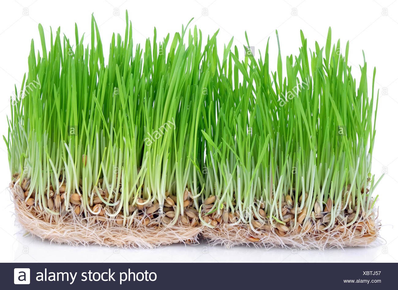 Sprouted Seed Roots High Resolution Stock Photography and Images - Alamy