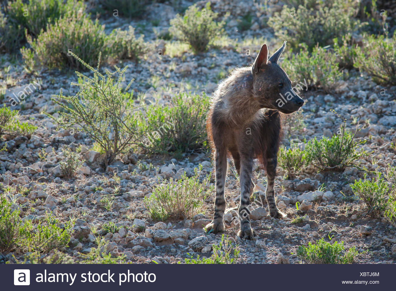 Brown Hyena Parahyaena Brunnea High Resolution Stock Photography and ...