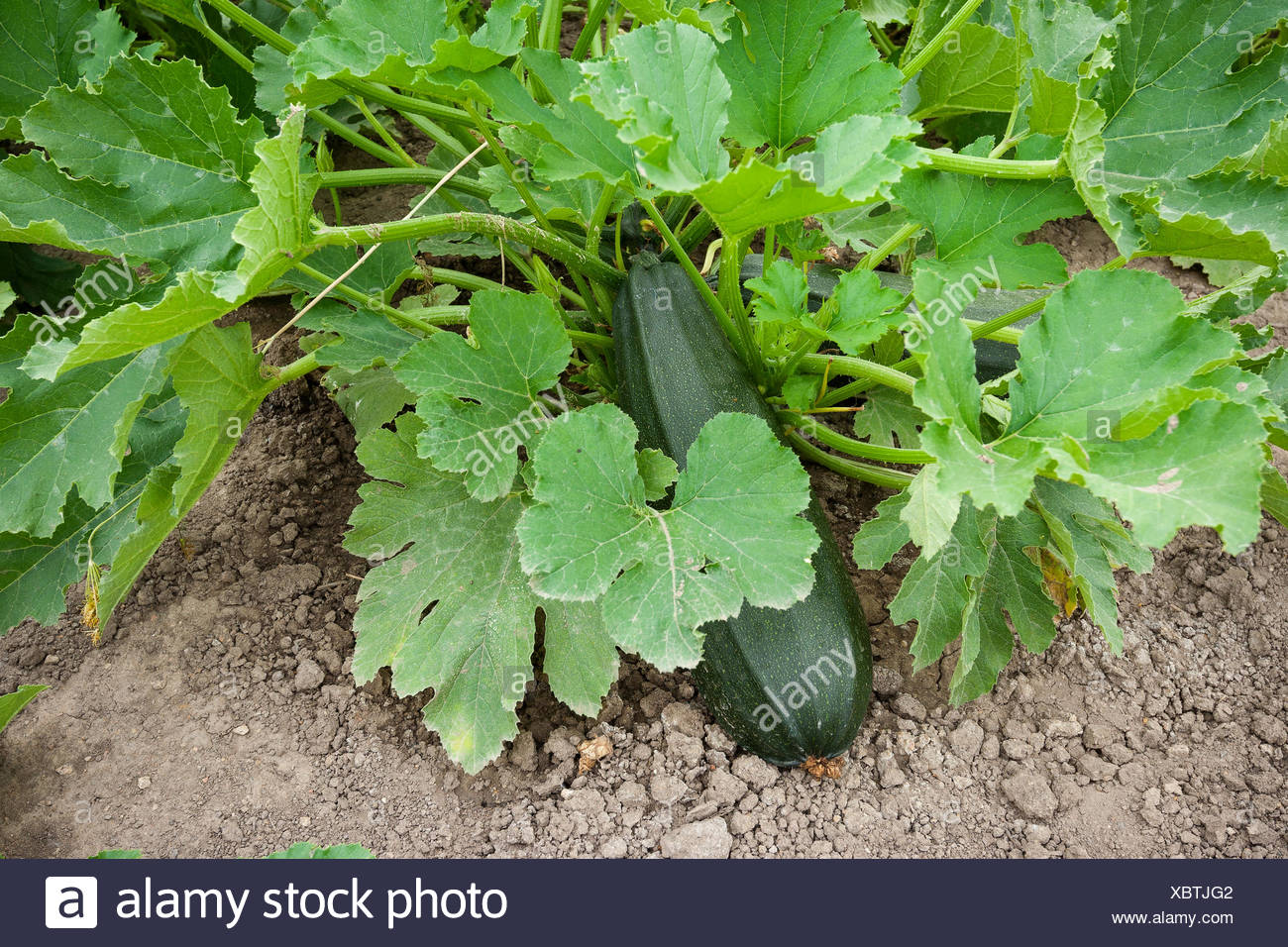 Marrow Plant Stock Photos & Marrow Plant Stock Images - Alamy