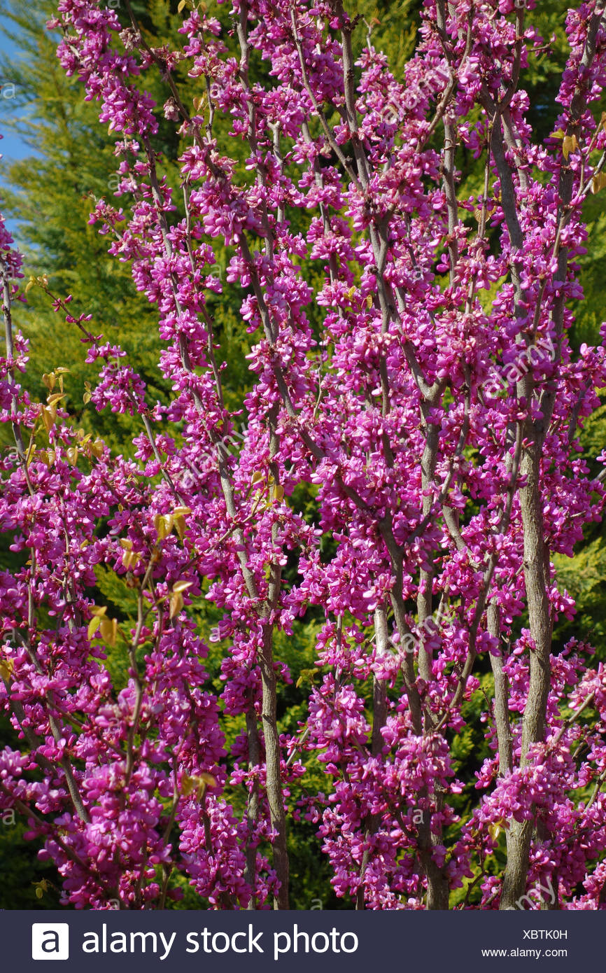 Judas Tree Or Love Tree Cercis Siliquastrum Stock Photos & Judas Tree ...