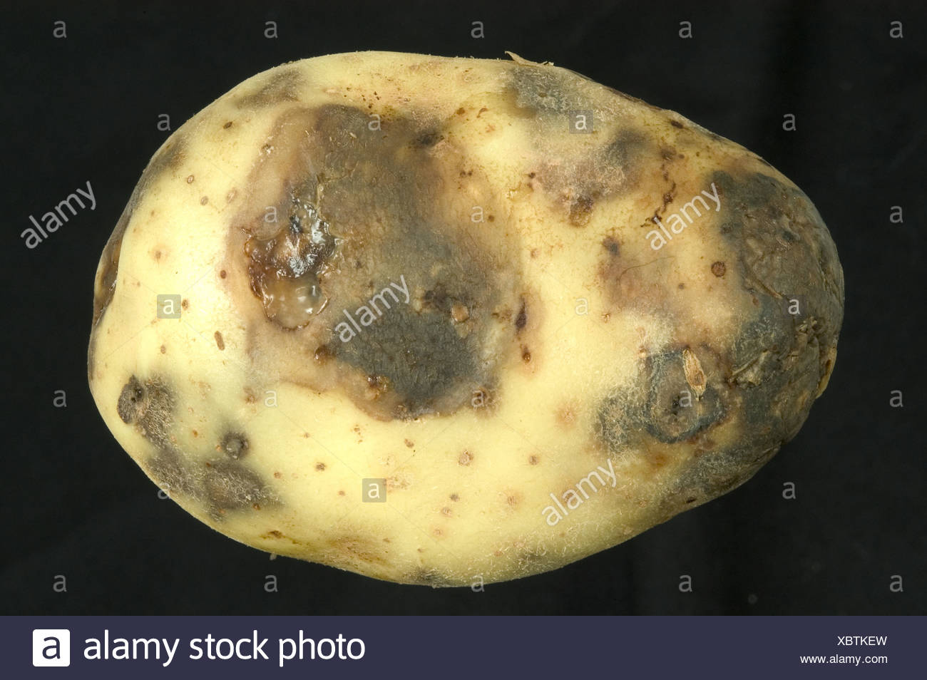 Bacterial Soft Rot Erwinia Carotovora High Resolution Stock Photography ...