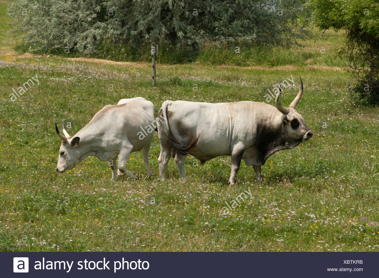 Mammals Of Hungary High Resolution Stock Photography and Images - Alamy