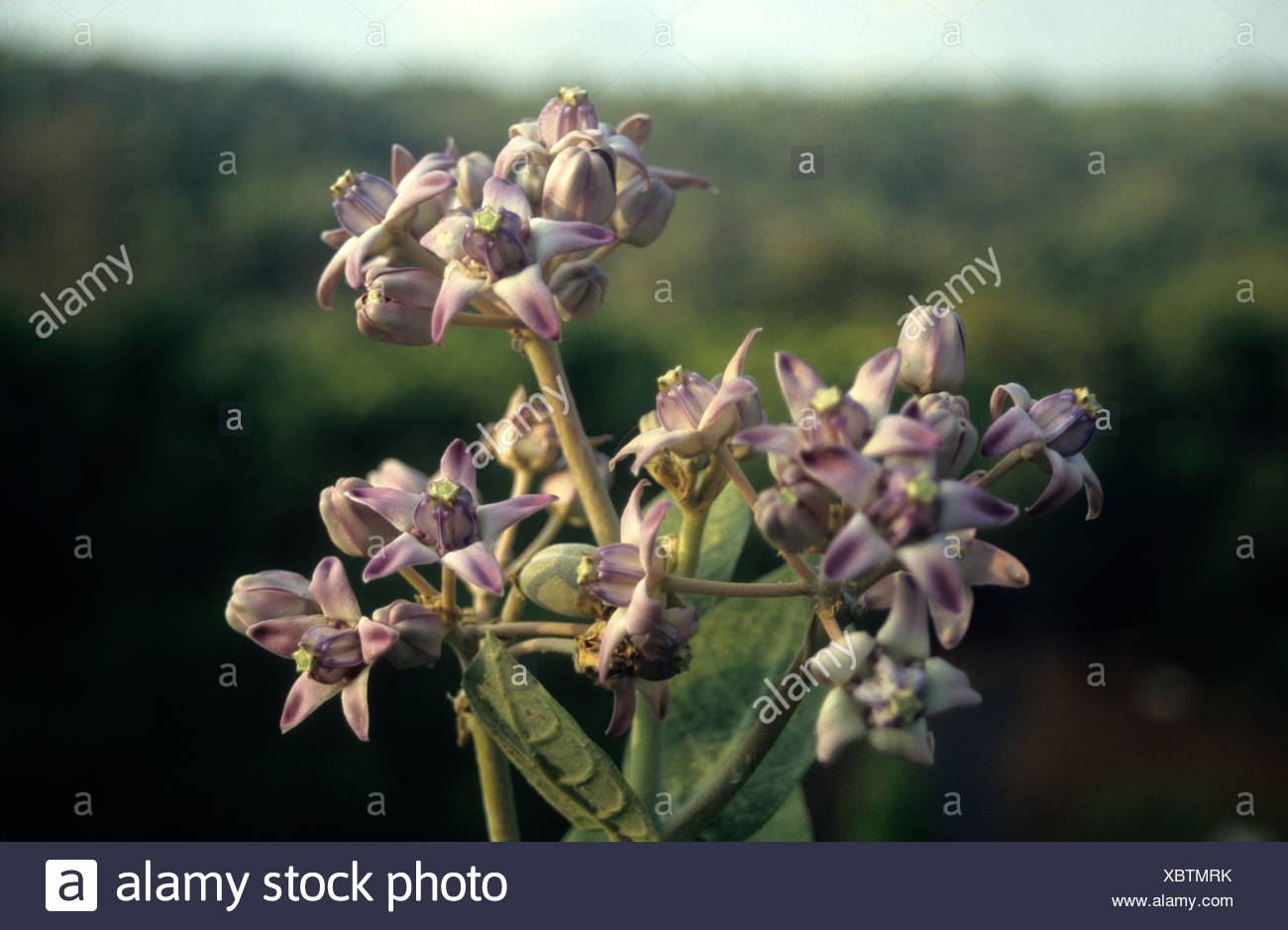 Rui Flowers High Resolution Stock Photography and Images - Alamy