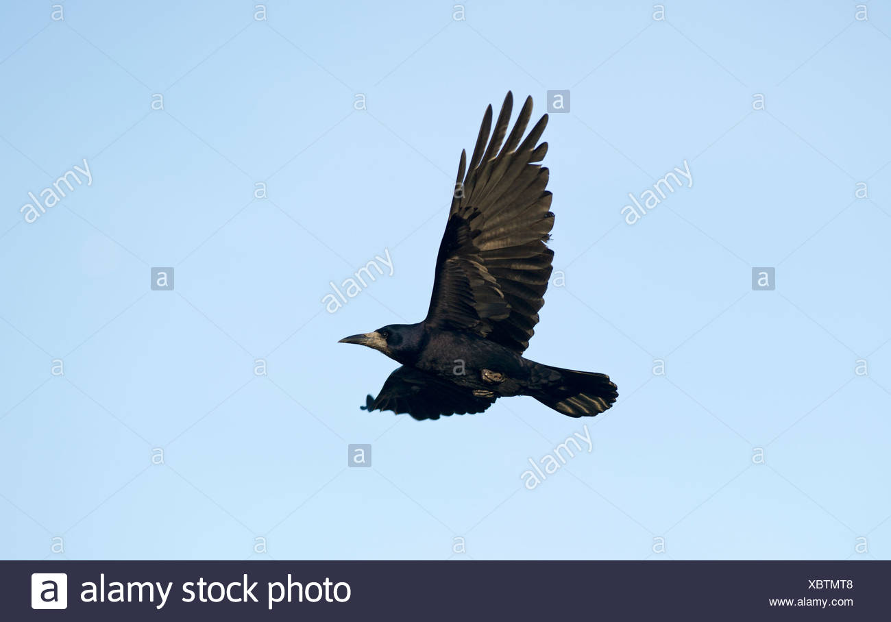 Rookery Crow Stock Photos & Rookery Crow Stock Images - Alamy